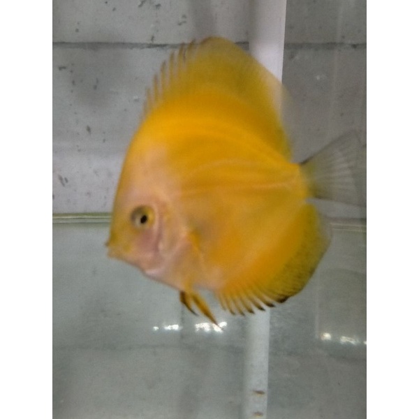 Jual Discus Golden | Shopee Indonesia