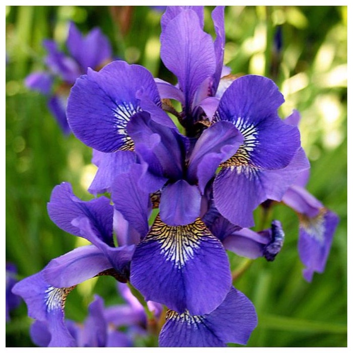 Jual Bibit tanaman hias hidup airis iris kuning/biru Nadia Taman ...