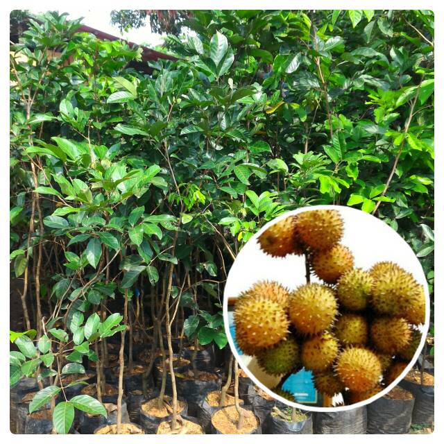Jual Bibit Pohon Rambutan Rapiah | Shopee Indonesia