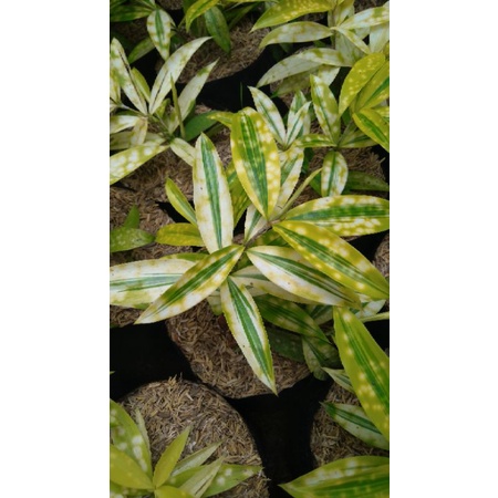 Jual tanaman hias bambu grasena | Shopee Indonesia