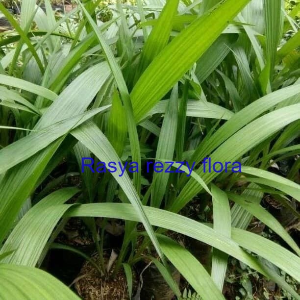 Jual tanaman hias bunga - pohon angrek tanah anggrek tanah ( Tanaman ...