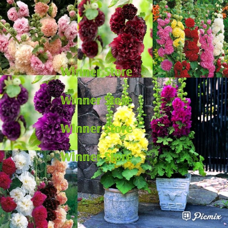 Jual Bibit Benih Bunga Hollyhock Double Mix (2 Butir) | Shopee Indonesia