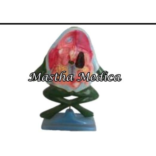 Jual Manekin Alat Peraga Torso Model Katak | Shopee Indonesia