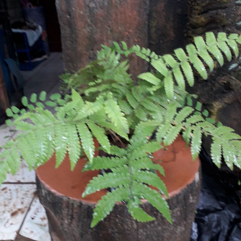 Jual pakis paluddarium | Shopee Indonesia