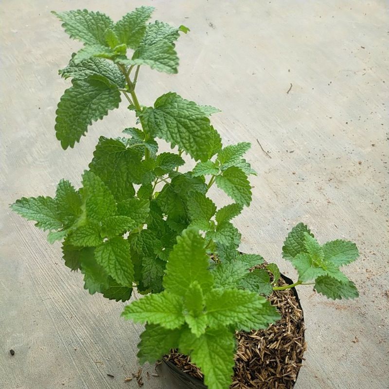 Jual Tanaman hidup Lemon mint/Lemon balm (beli 5 GRATIS 1) | Shopee ...
