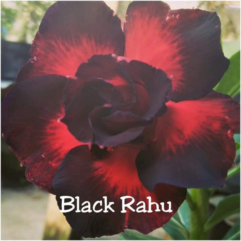 Jual Adenium Kembang Tumpuk "Black Rahu" | Shopee Indonesia