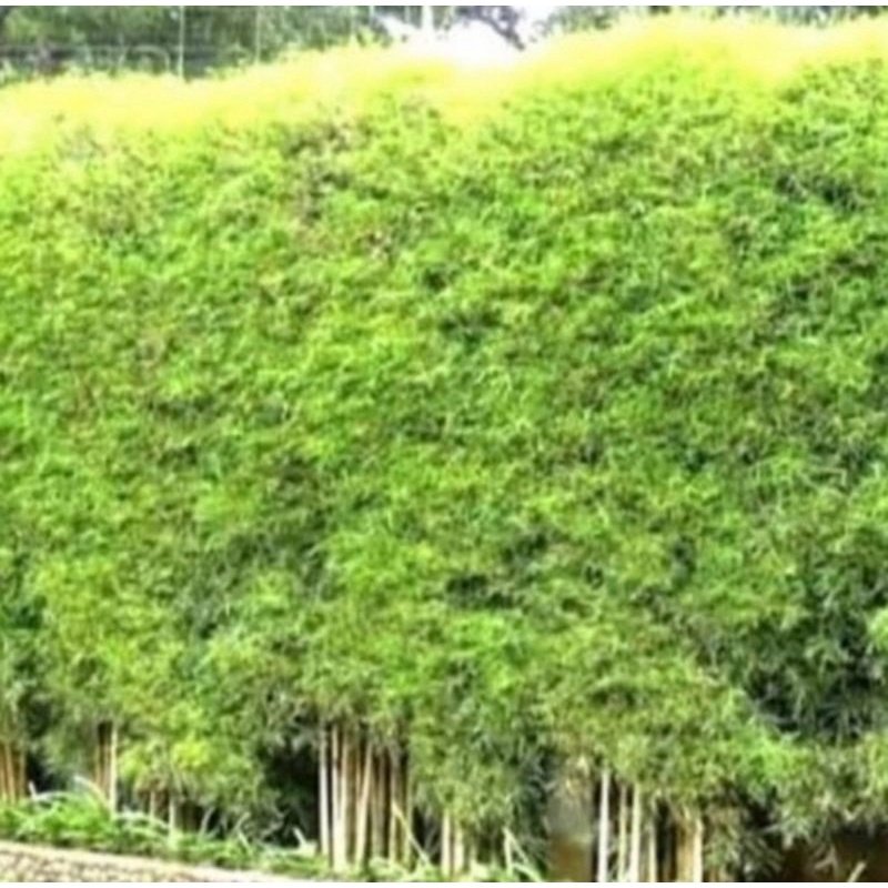 Jual Tanaman Hias bambu hidup bambu Jepang/bambu pagar tinggi 70-100 cm ...