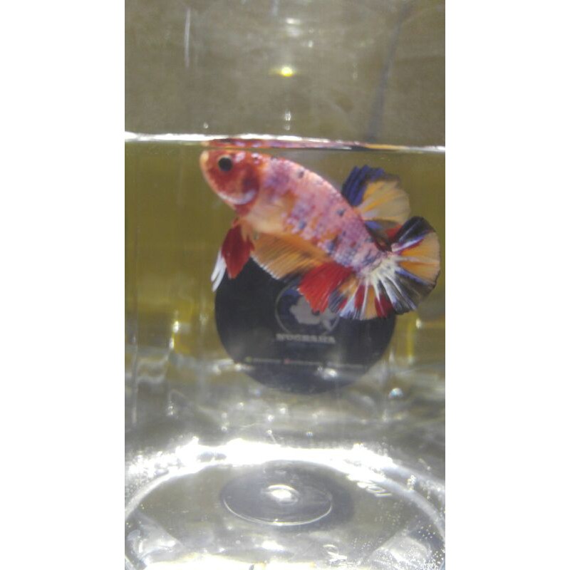 Jual Ikan Cupang Line Fccp Male | Shopee Indonesia