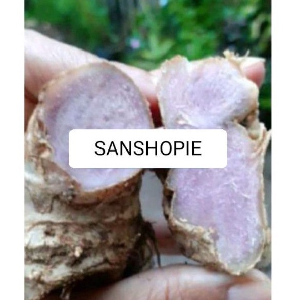 Jual Rimpang bangle temu hitam atau panglai segar 500 gram | Shopee ...