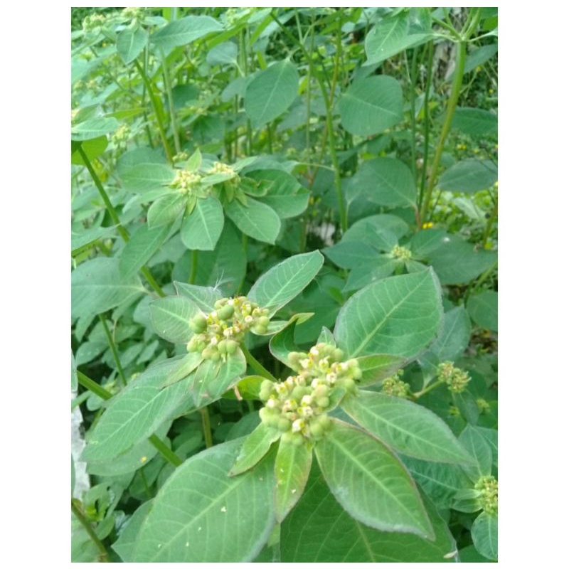 Jual 1 Kg Daun Kate Mas Katemas Petik Mas Emas Patik mas Suduk Mentul ...