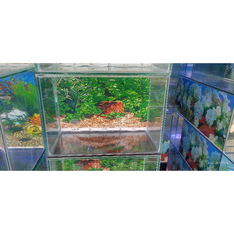 Jual aquarium mini ukuran panjang 30 lebar 15 tinggi 20 cm | Shopee ...
