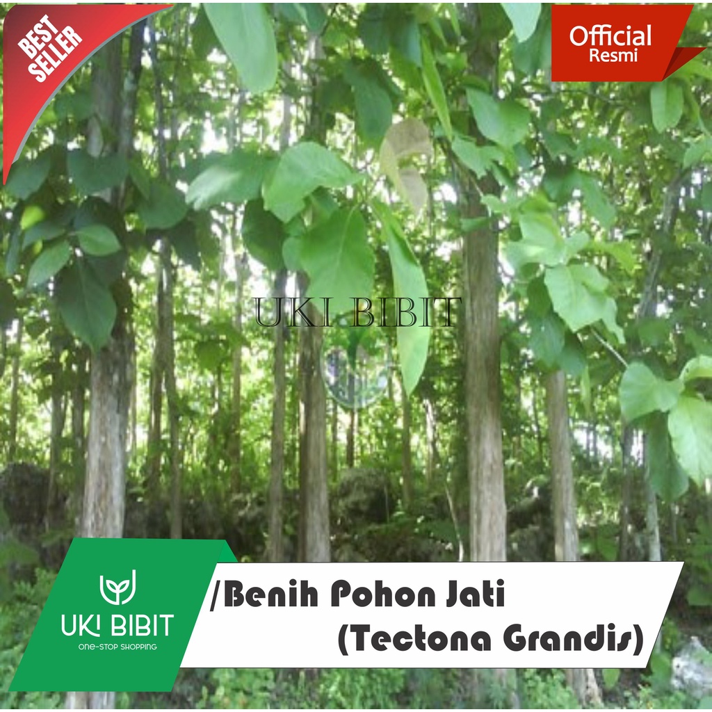 Jual ( 100 Gram ) Benih Pohon Jati Tectona grandis | Shopee Indonesia
