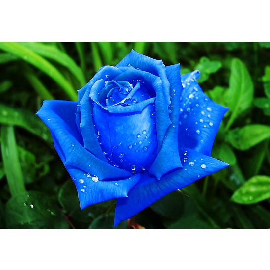 Jual BIBIT BUNGA MAWAR BIRU BLUE ROSE IMPORT BENIH SEED (1 BKS 1 BIJI ...