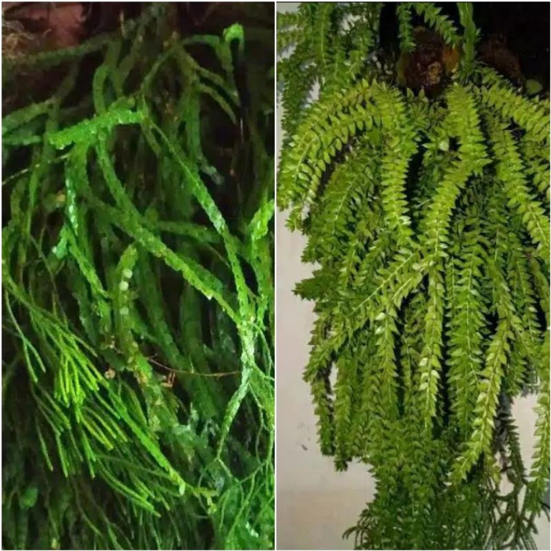 Jual Sedia Readyy paket 2 macam/jenis RUMPAI HUPERZIA | Shopee Indonesia