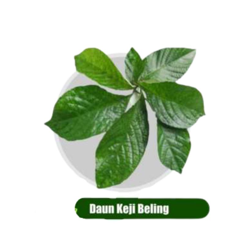 Jual Sedia Readyy Daun keji beling/ pecah beling 100gram segar dan non ...