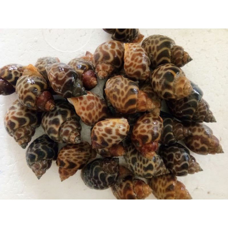 Jual KERANG MACAN FROZEN SEGAR 1KG | Shopee Indonesia