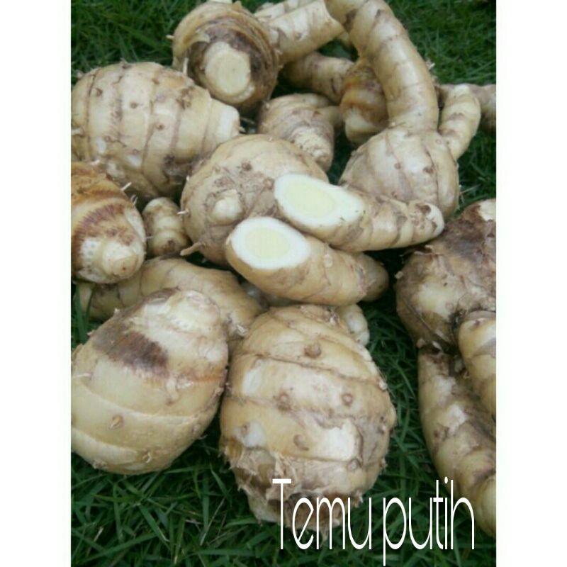 Jual Temu putih/ koneng bodas koneng gede/kunyit putih fress herbal ...