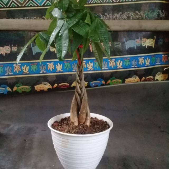 Jual Tanaman pachira kepang 5 batang plus pot pacura kepang lima ...
