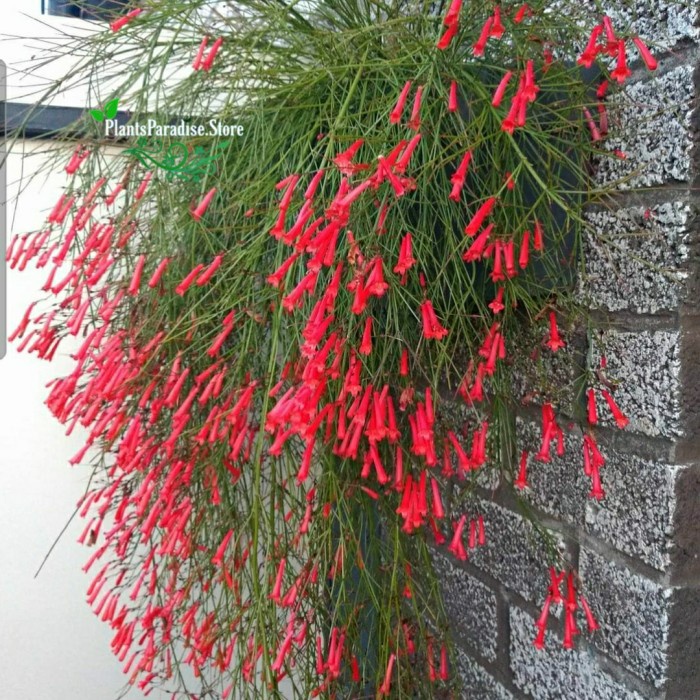 Jual Tanaman hias Air mancur merah menjuntai - Pohon Russelia bunga ...