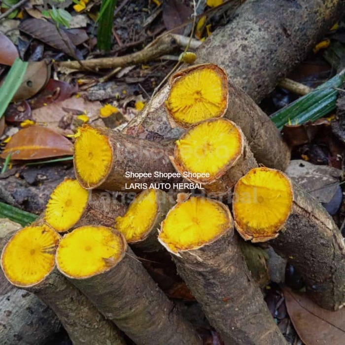 Jual akar ki koneng, obat sakit kuning tradisional herbal | Shopee ...