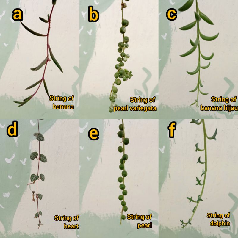 Jual Bibit String Of Banana, String Of Pearl, String Of Hearth, String ...