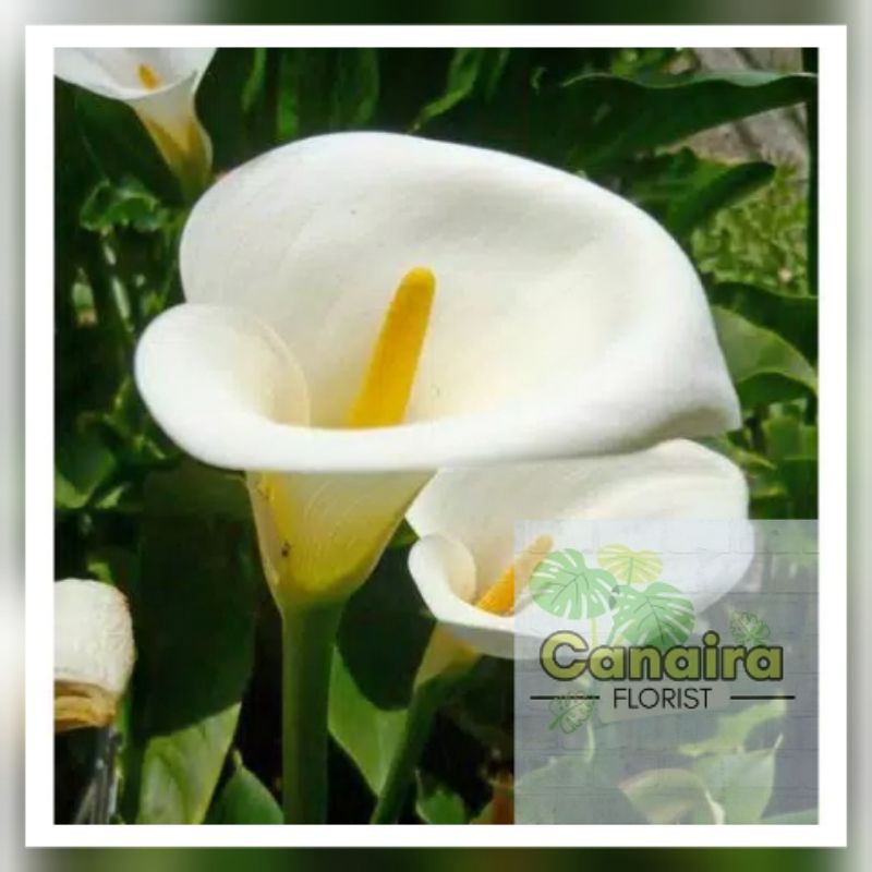 Jual Bibit Tanaman Hias Calla Lily Putih - ACTIV WISATA AGROTANI ...