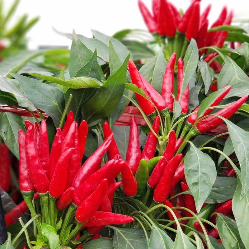 Jual Isi Paket 10 biji benih Chili/Chilli Padi Birds Eye Chilli Seeds ...