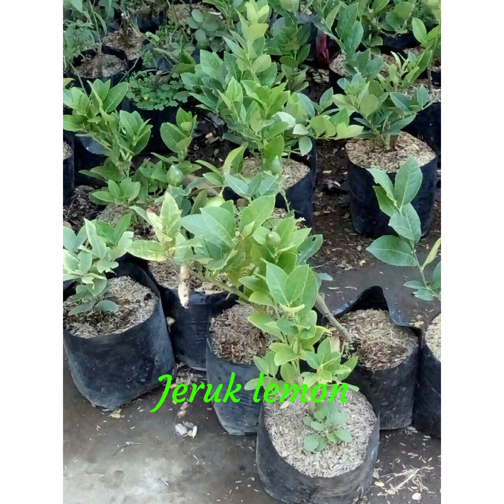 Jual Paket 3 bibit jeruk lemon siap berbuah | Shopee Indonesia