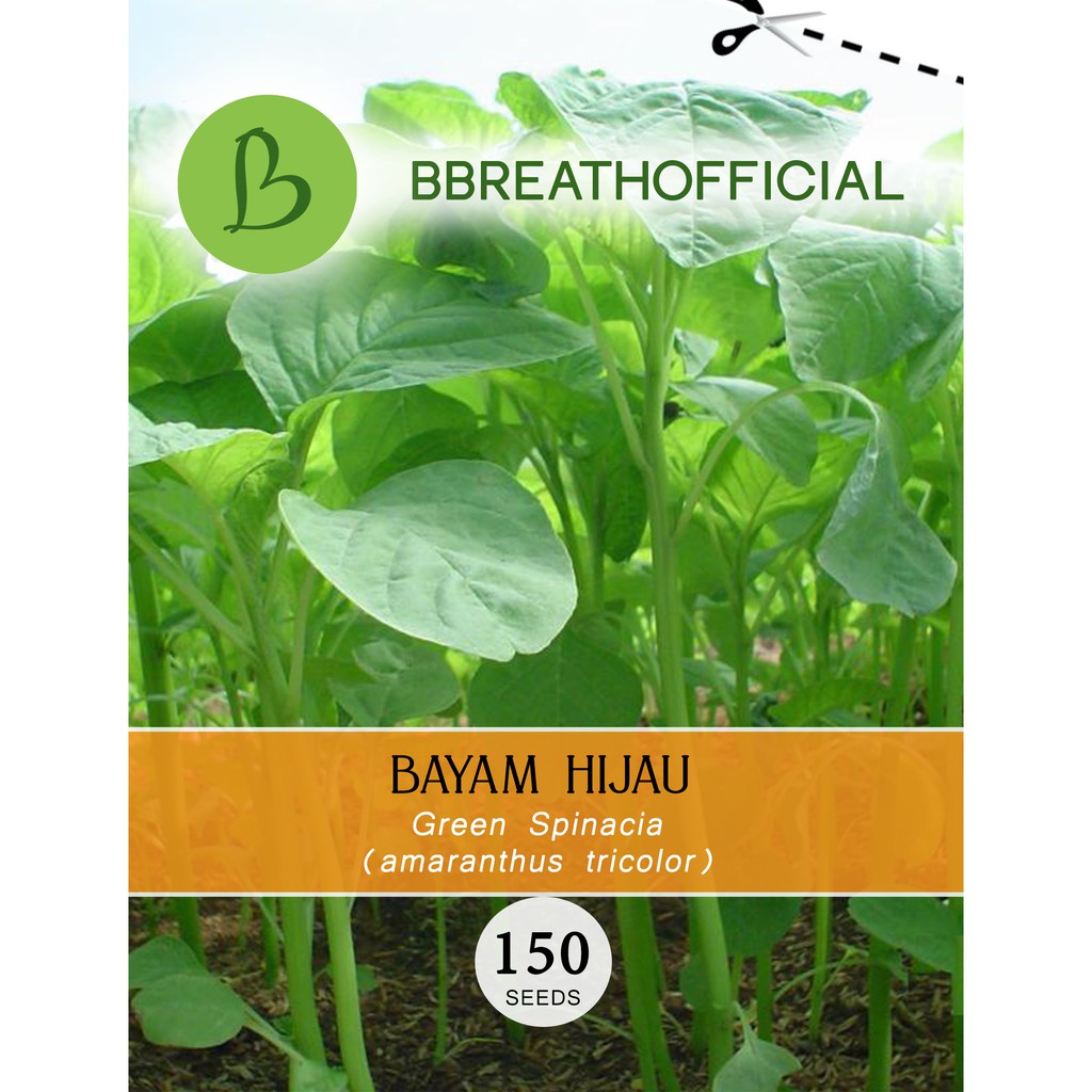 Jual Benih Bayam Hijau - spinach bibit isi 150- Tanaman darat - biji ...
