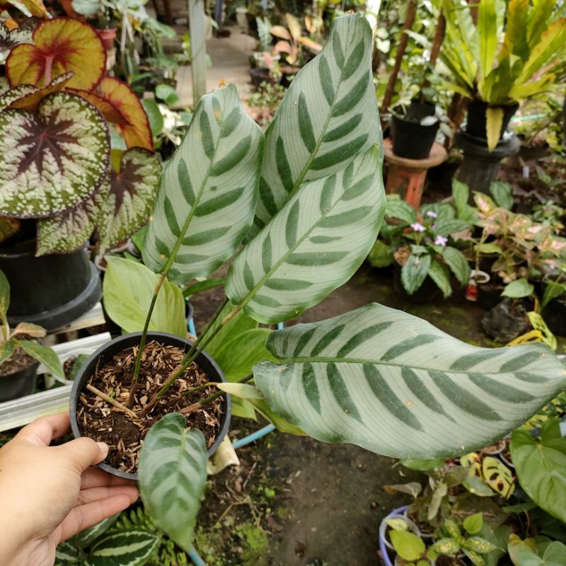 Jual Calathea Bella (Khusus P.Jawa dan Bali) | Shopee Indonesia