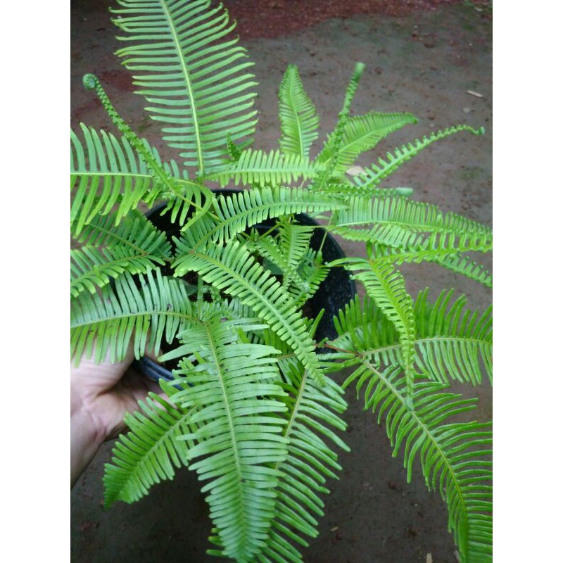 Jual Tanaman hias asli hutan pakis paku | Shopee Indonesia