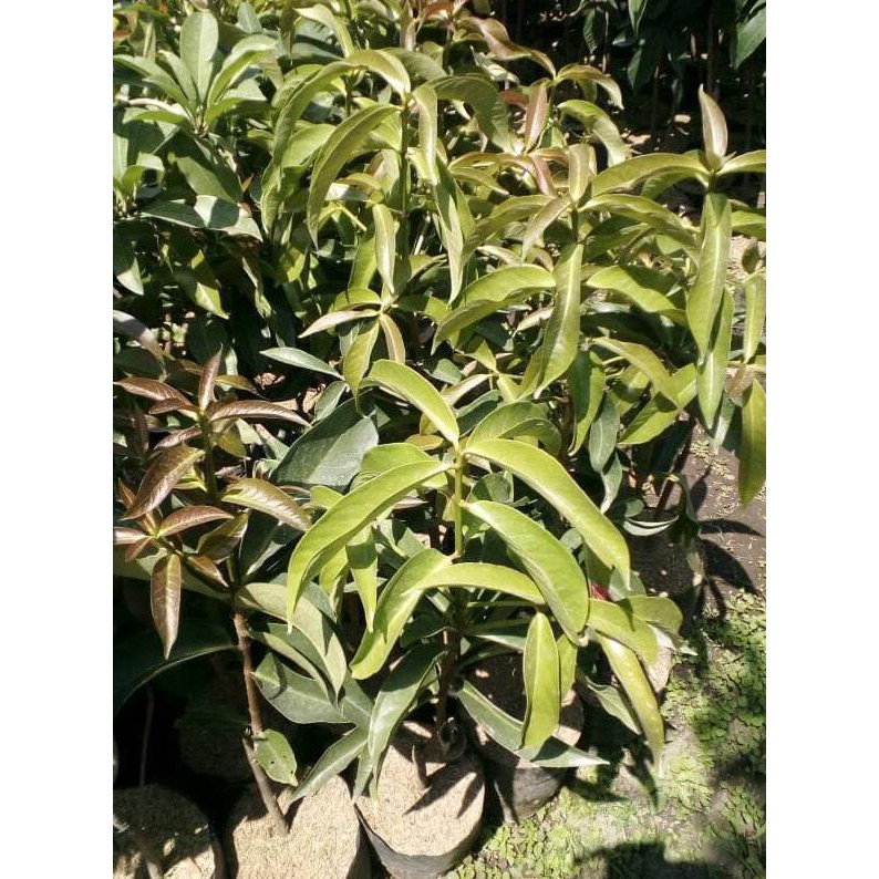Jual Sh0N Tanaman Pohon Buah Jambu Darsono/Jambu Bol | Shopee Indonesia
