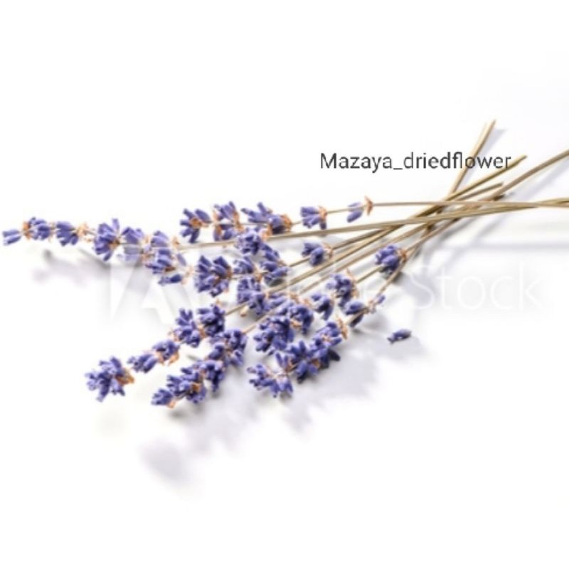 Jual Dried Lavender (5 tangkai) | Shopee Indonesia