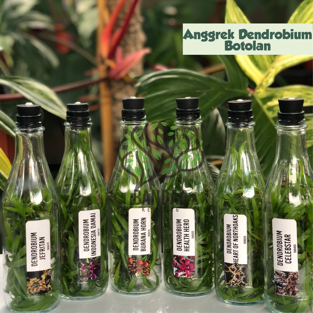 Jual Anggrek Dendrobium Botolan Primary Hybrid Bibit Anggrek Dendro ...