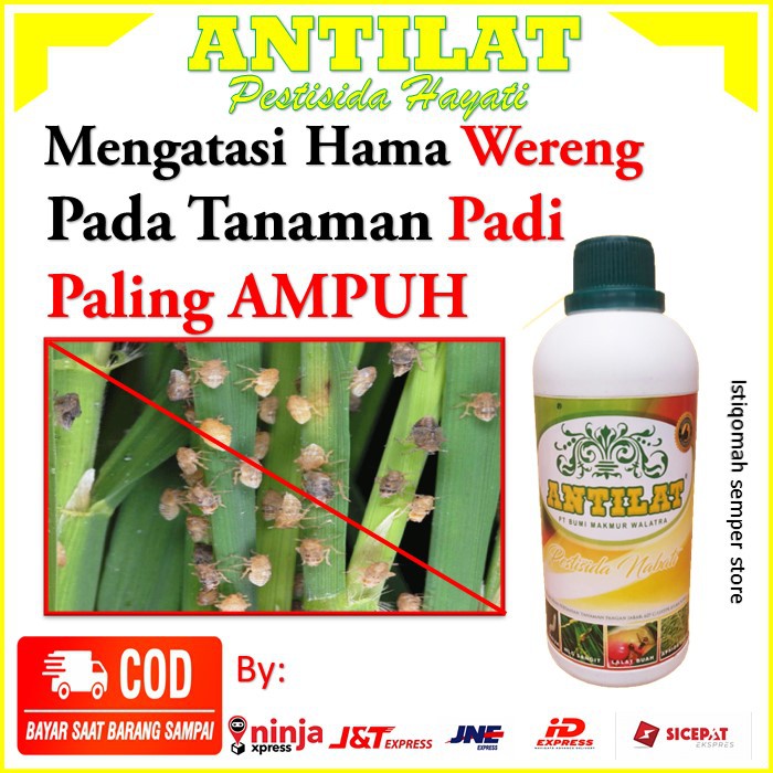 Jual OBAT HAMA WERENG PADI - OBAT ANTILAT PESTISIDA NABATI PALING AMPUH ...
