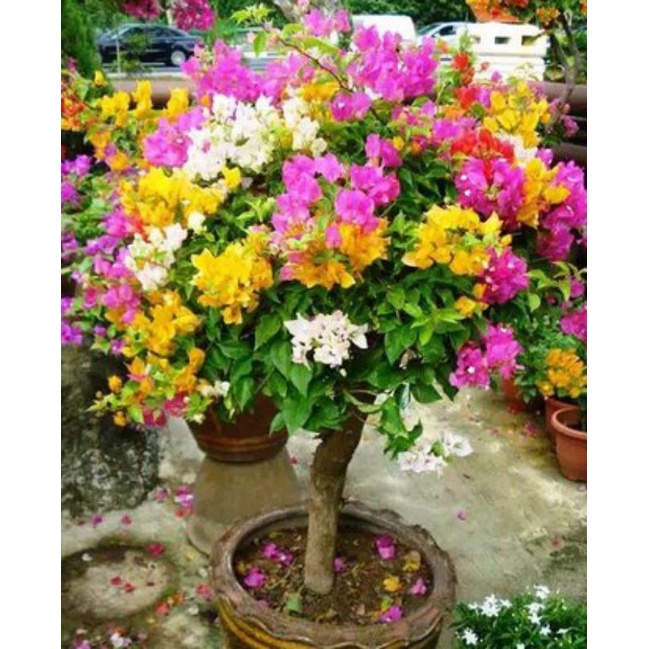 Jual tanaman bunga bogenvil 3 warna murah | Shopee Indonesia