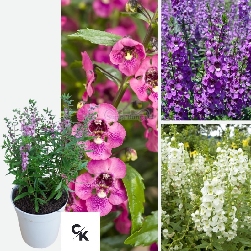 Jual Tanaman Bunga Lavender Angelonia (Angelonia Angustifolia) - bibit ...