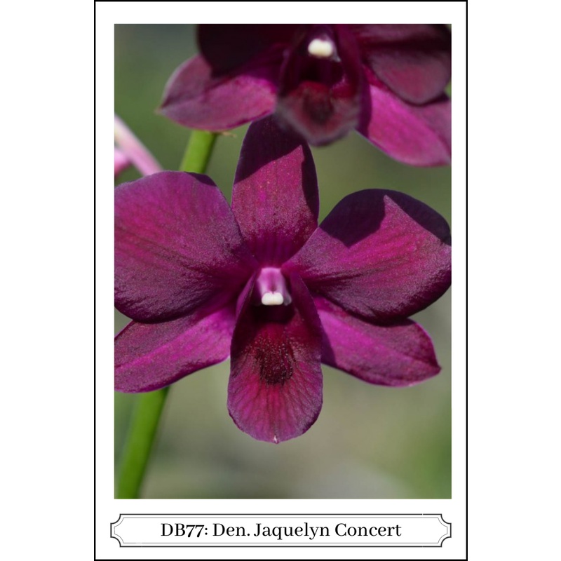 Jual Anggrek Dendrobium Bulat Dewasa | Shopee Indonesia