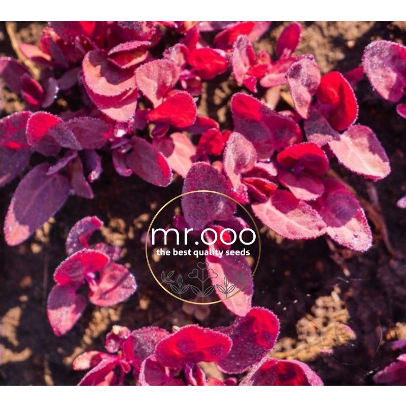 Jual Benih Sayuran - Orach - French Spinach Red Fire - 50 benih ...