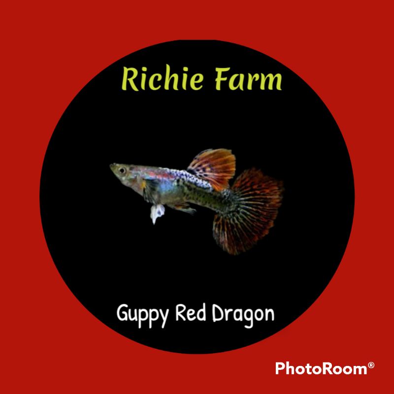 Jual Guppy Red Dragon Big Ear | Shopee Indonesia