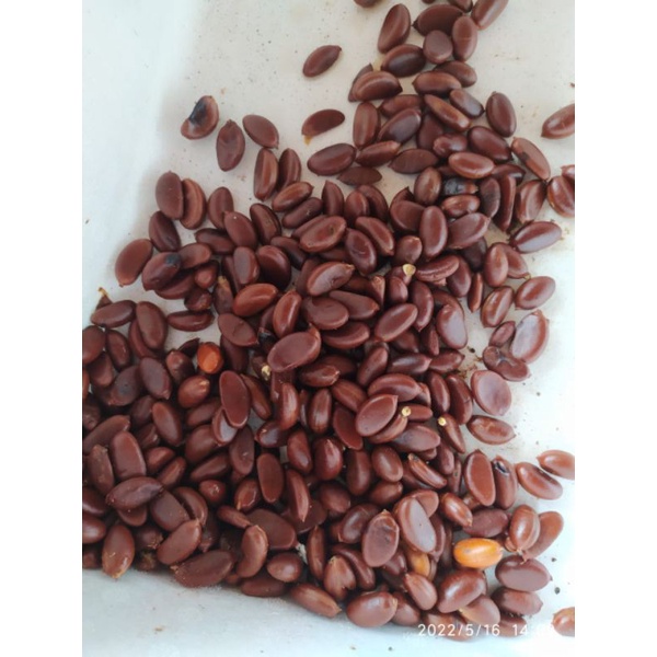 Jual Biji Buah Black Sapote Fresh Tua ( per biji) | Shopee Indonesia Jual Biji Buah Black Sapote Fresh Tua ( per biji) | Shopee Indonesia