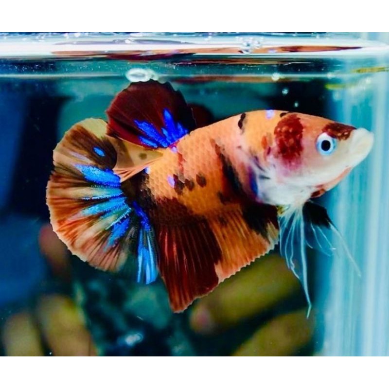 Jual Ikan Cupang Nemo Galaxy Multicolor (male & female) | Shopee Indonesia