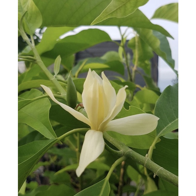 Jual Tanaman bibit bunga cempaka putih dan kuning atau cempaka telor ...