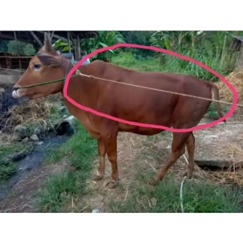 Jual Tali tuntun sapi | Tali Tampar sapi kanan kiri panjang 4 meter ...