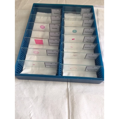 Jual SaranaPeraga - Preparat Parasitologi - Alat peraga Laboratorium ...