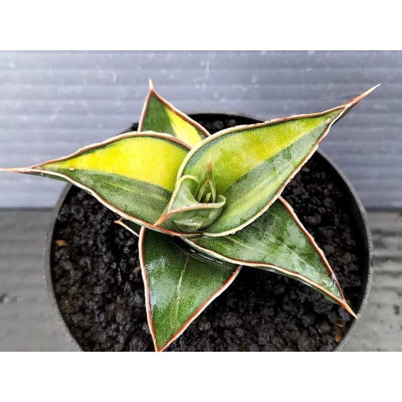 Jual sansevieria lavranos 23251 varigata / lav 51 var | Shopee Indonesia