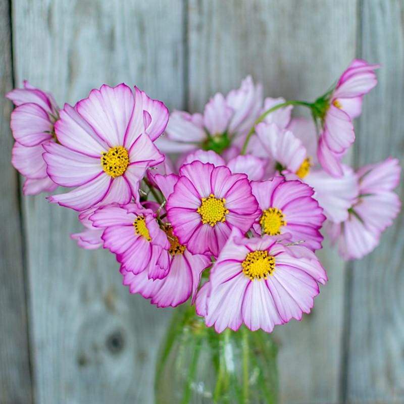 Jual Benih COSMOS PICOTTE - Biji Bibit Bunga | Shopee Indonesia