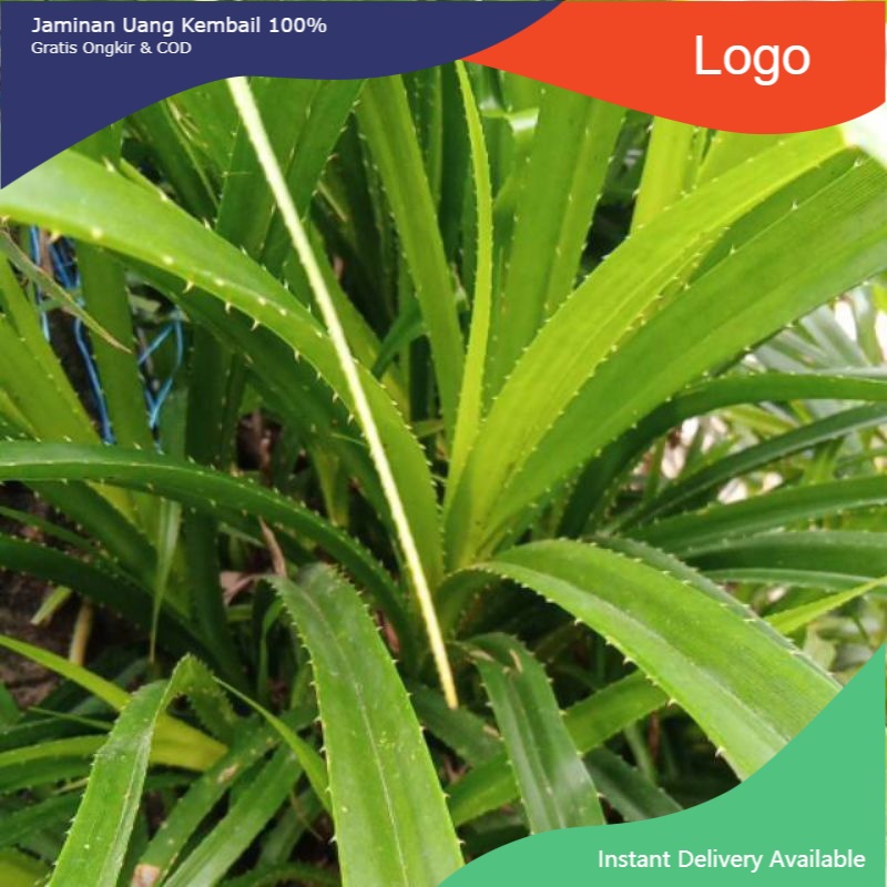 Jual daun pandan berduri 500 perlembar | Shopee Indonesia