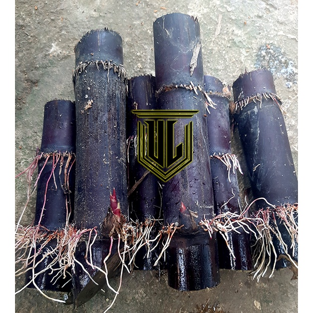 Jual TERMURAH 1KG Bibit Tebu Hitam / Tebu Wulung Segar 1Kg | Shopee ...