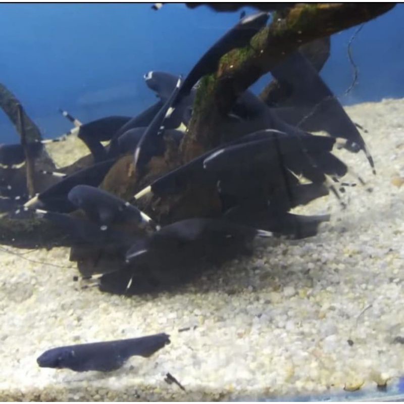 Jual ikan black gost 10-12cm | Shopee Indonesia